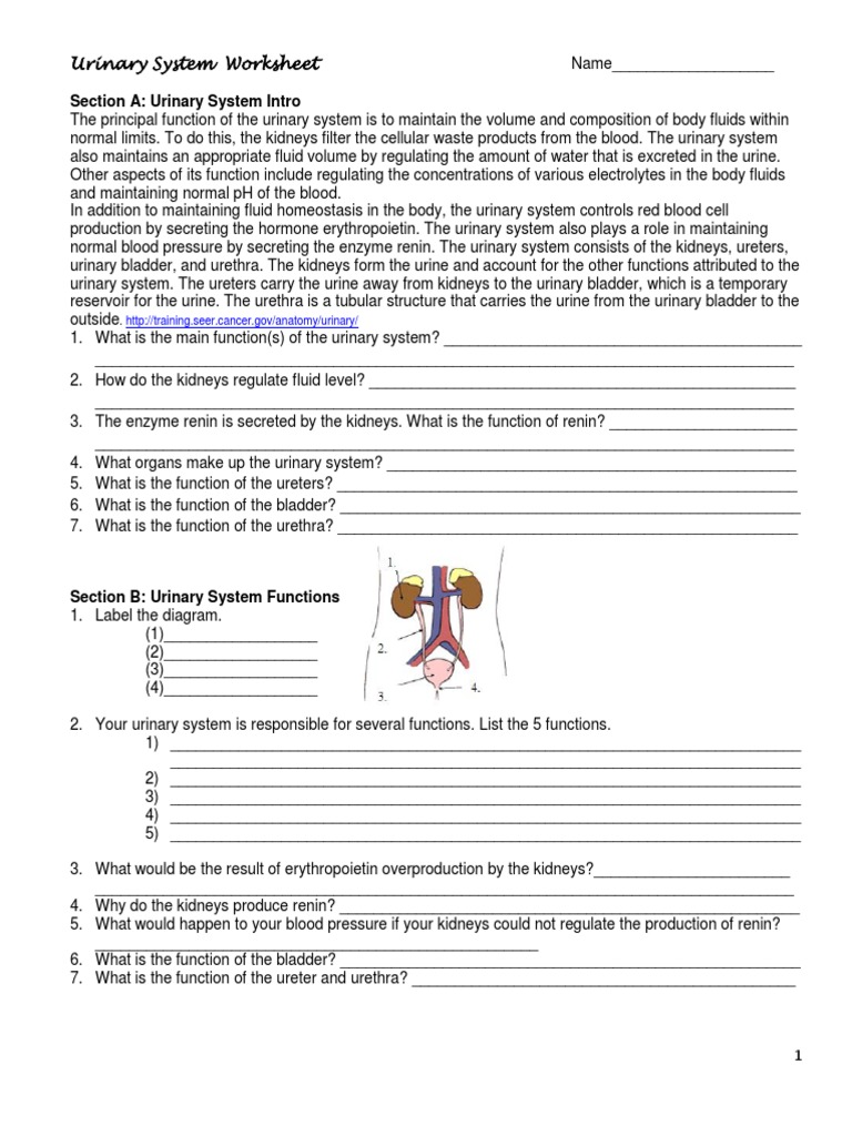 Urinary System Worksheet | Download Free PDF | Kidney | Urinary System