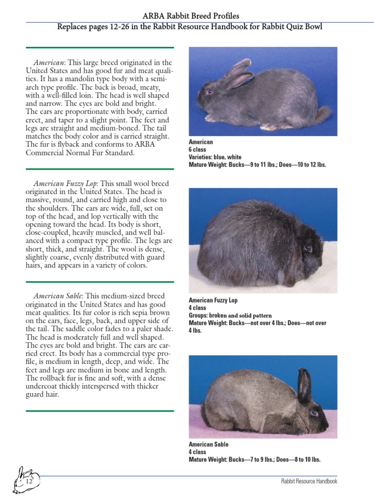 Rabbit Breed Profile | PDF | Breeds | Mammals As Pets