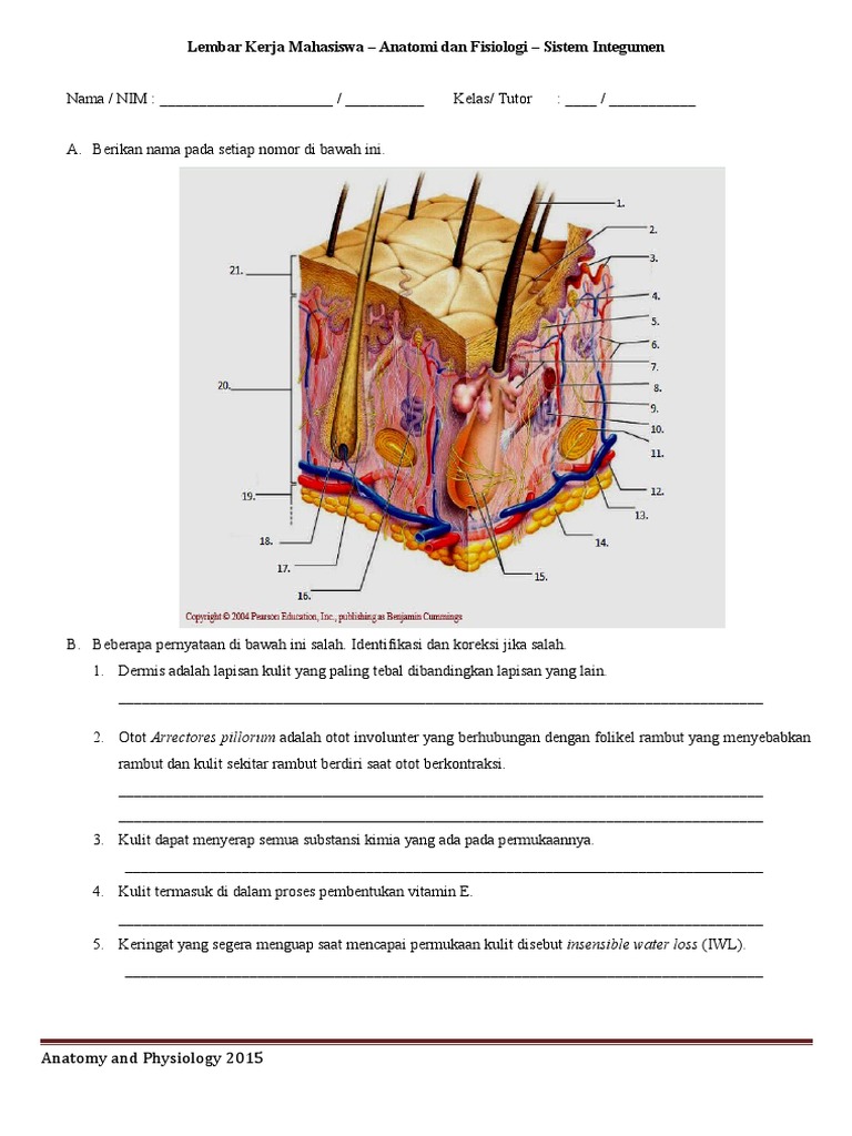 Anatomy and Physiology Student Worksheet - Integumentary System | PDF