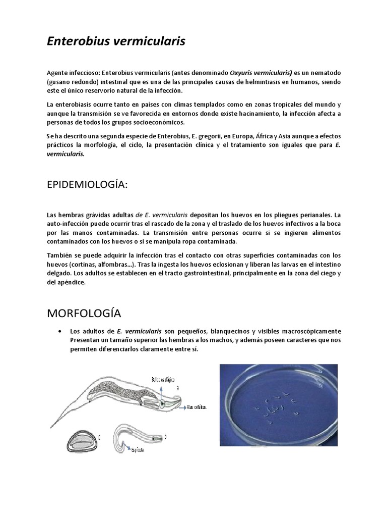 Enterobius Vermicularis | PDF | Especialidades Medicas | Medicina CLINICA