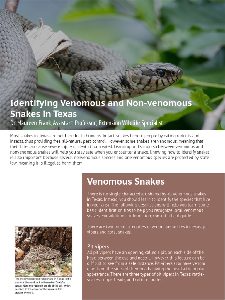 Snakes | PDF | Snake | Rattlesnake