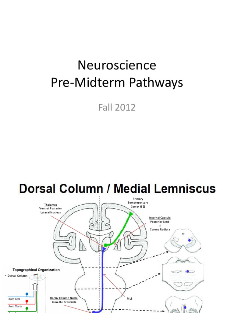 Neuroscience Pathways Fall 2012 Pdf Neuroanatomy Nervous System