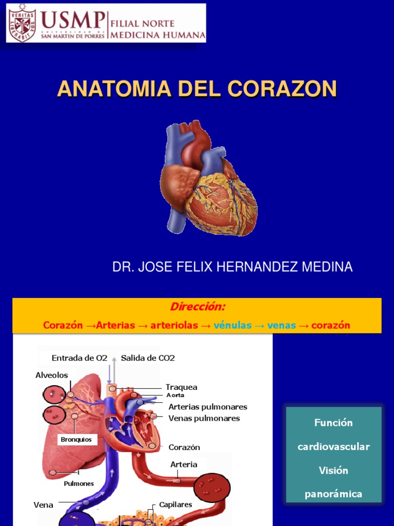 Anatomia Corazon | PDF | Tórax (anatomía humana) | Anatomia animal