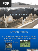 ciclo de vida de la vaca | Ganado | Leche