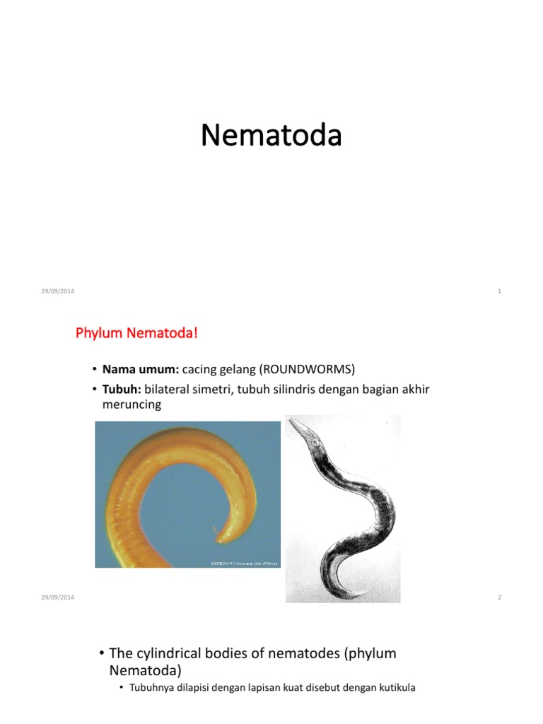 Phylum Nematoda Animals