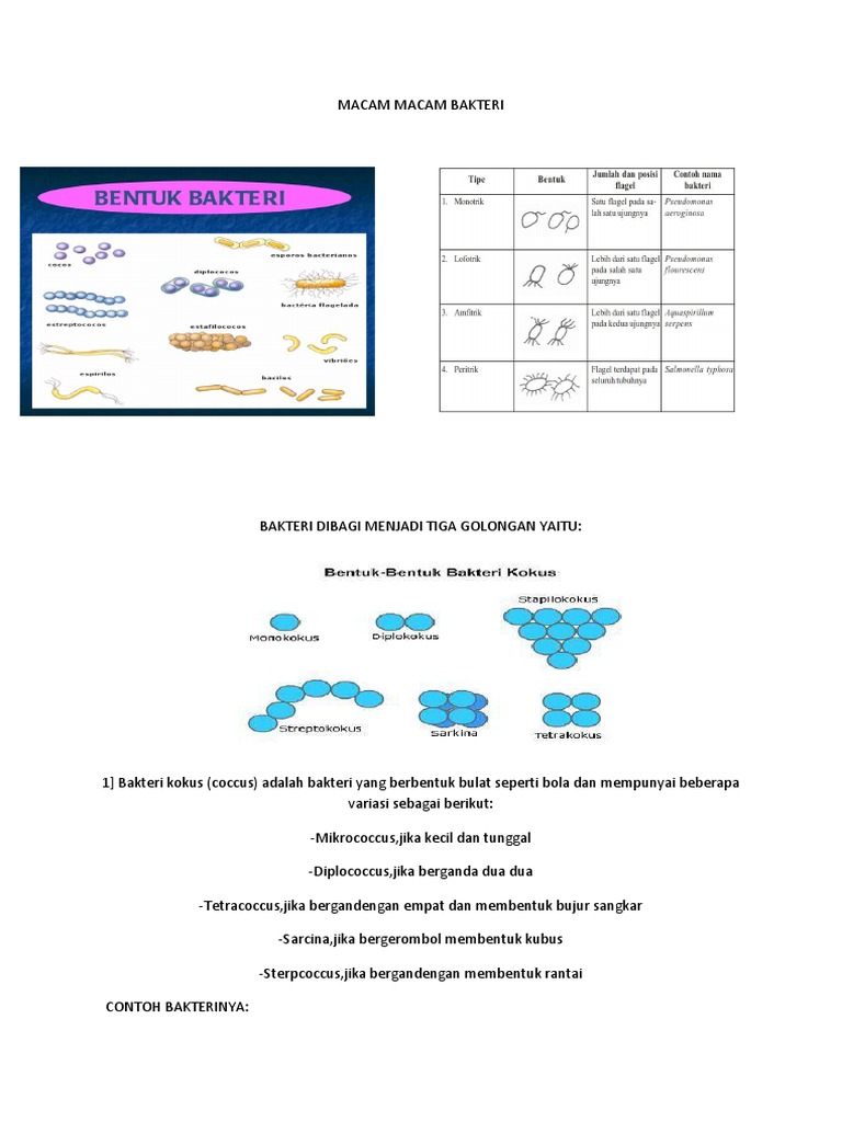 Macam Macam Bakteri | PDF