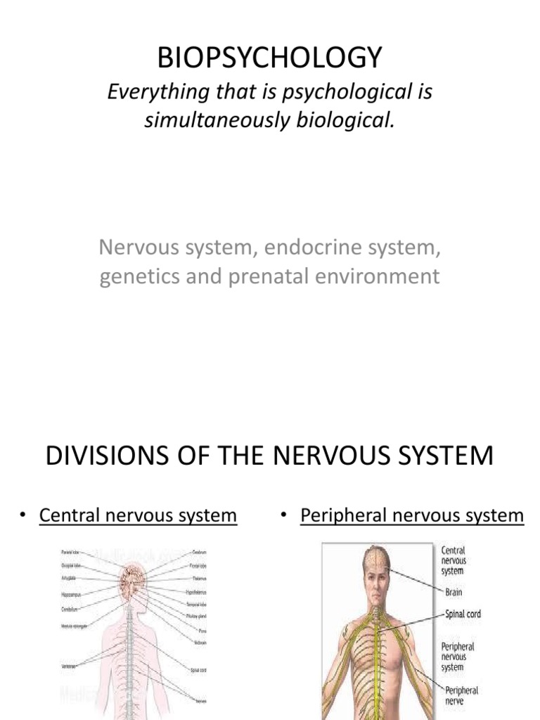 Understanding the Intricate Relationship Between Biology and Psychology ...