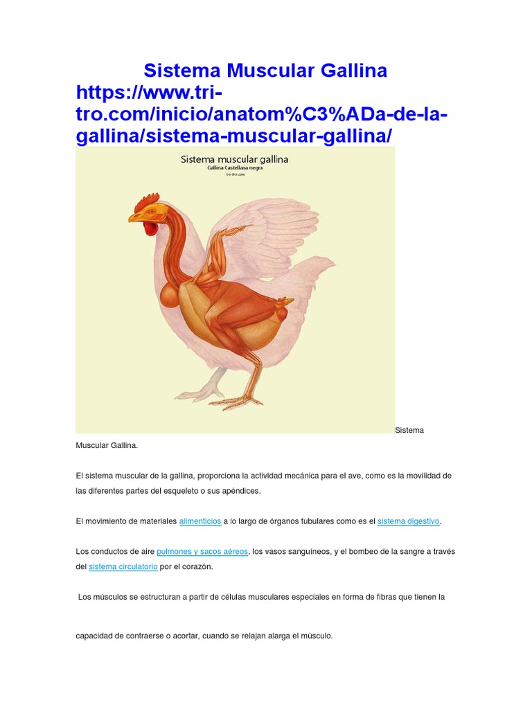 Sistema Muscular De Las Aves IV. ¿CÓMO SE DESPLAZAN LAS AVES?