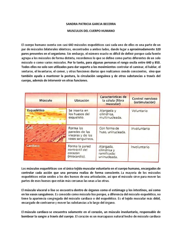 Clases de Musculos | PDF | Músculo | Músculo esquelético