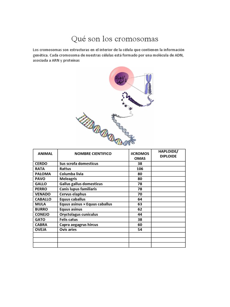 Lo que necesitas saber sobre los cromosomas | PDF