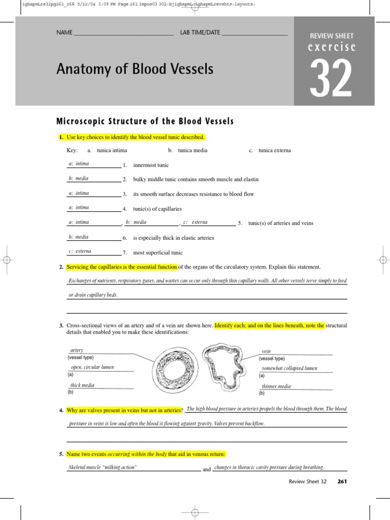 Blood Vessels | PDF | Vein | Circulatory System
