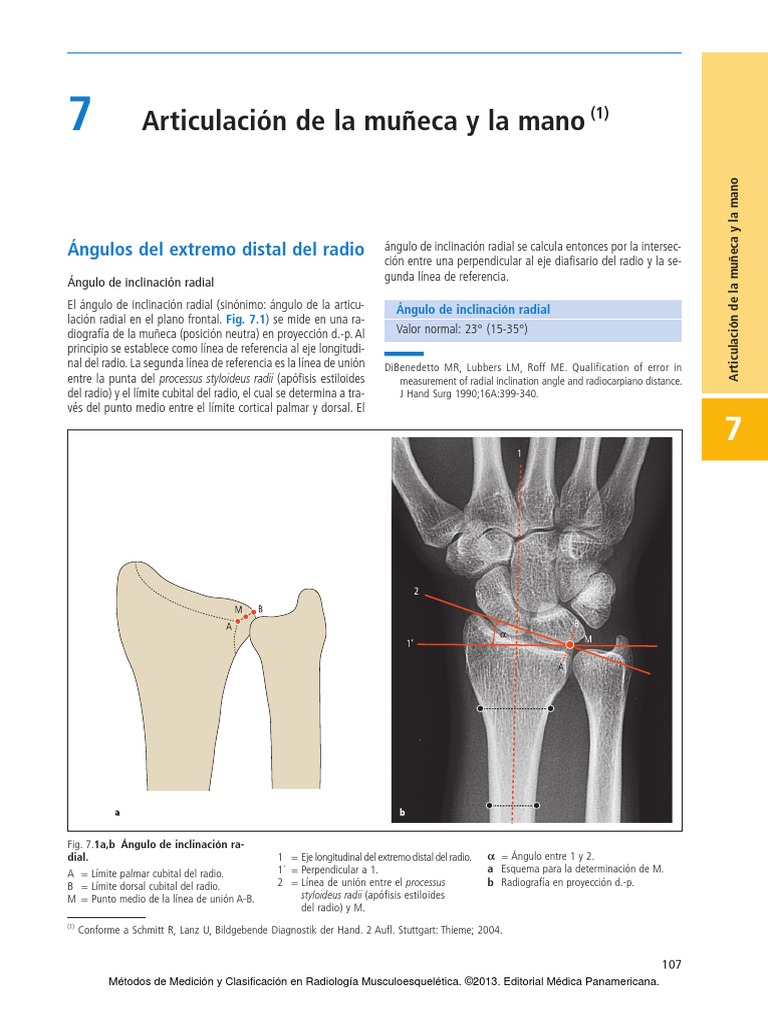 Anatomia de Mano y Muñeca | PDF | Mano | Sistema musculoesquelético