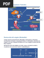 Proteus Ox-19 y Rickettsiosis | PDF | Organismos | Epidemiología