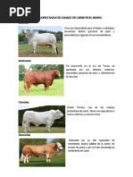 Ciclo de Vida de la Vaca para Niños | PDF | Vacas | Leche
