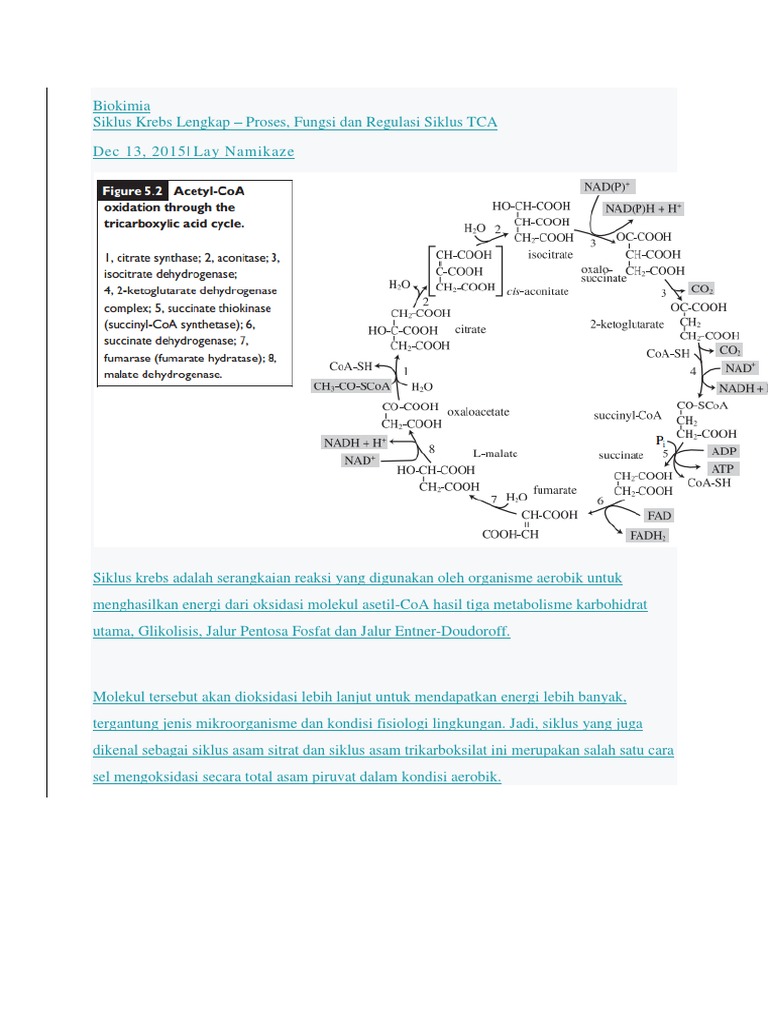 Siklus Krebs Tca | PDF