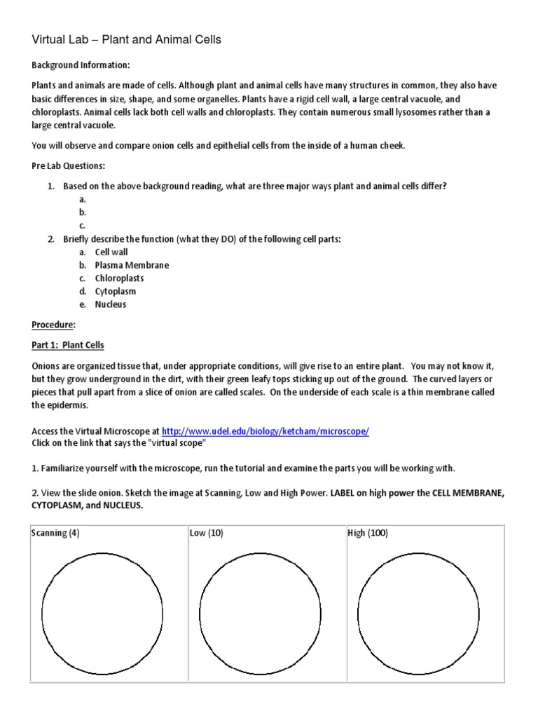 Plant and Animal Cell Comparison Lab | PDF | Epithelium | Cell (Biology)