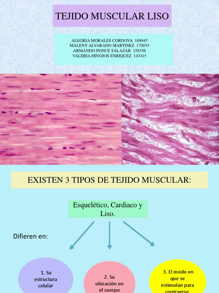 Musculo Liso 2 | PDF | Tejido muscular liso | Contracción muscular