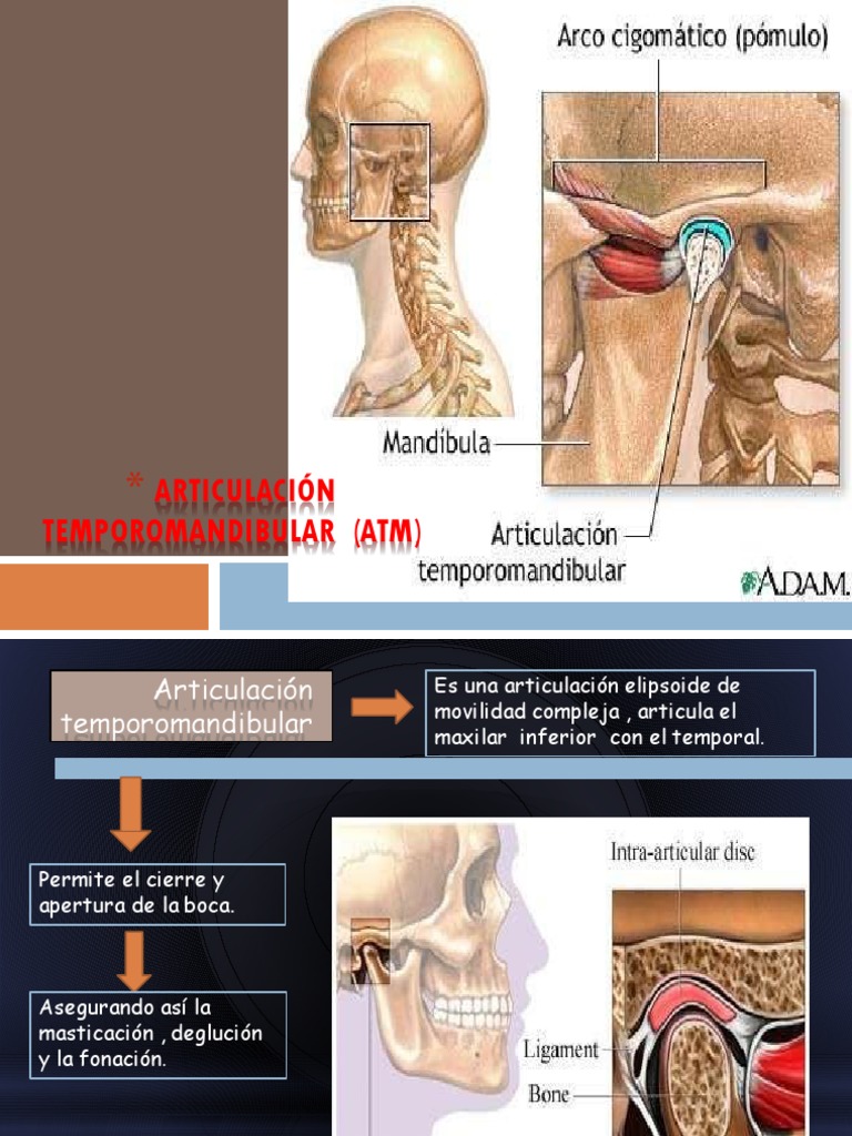 Atm | PDF | Articulación | Anatomía