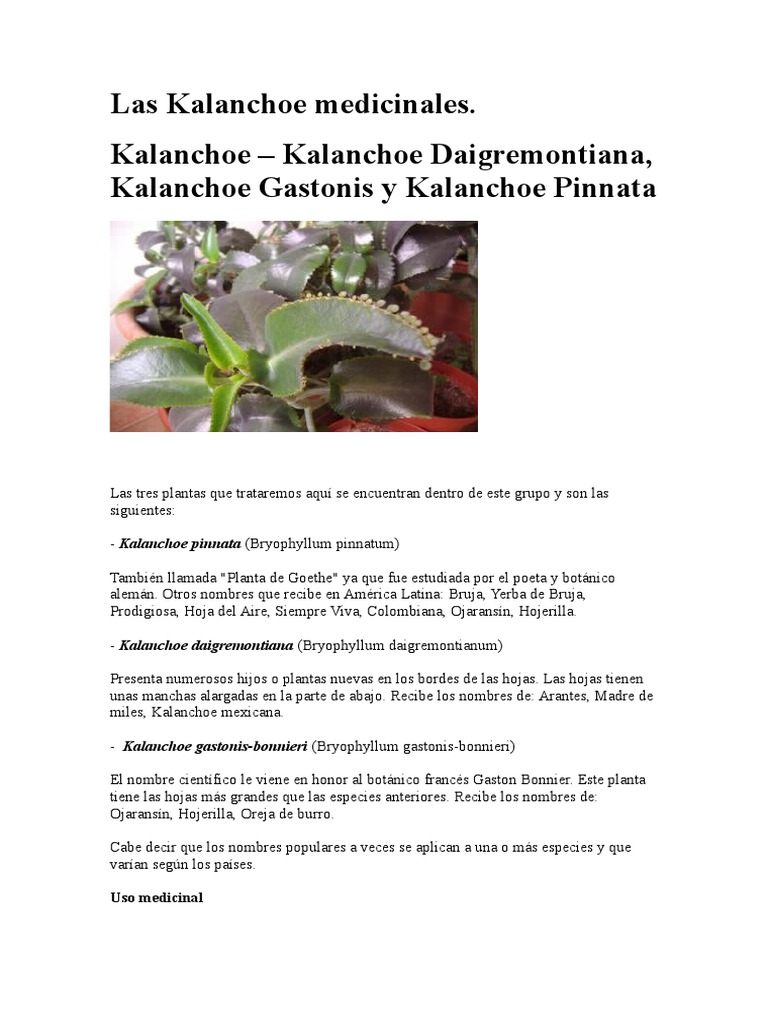 Calanchoe La Hierba Bruja | PDF | Plantas | Riego