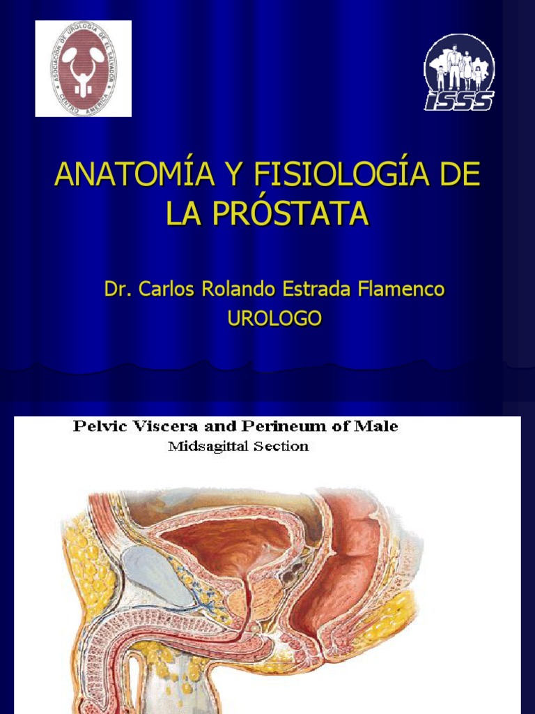Anatomia de La Prostata | PDF