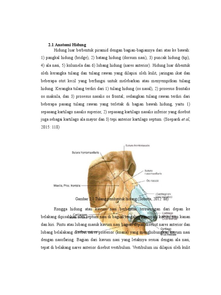 Anatomi Hidung | PDF
