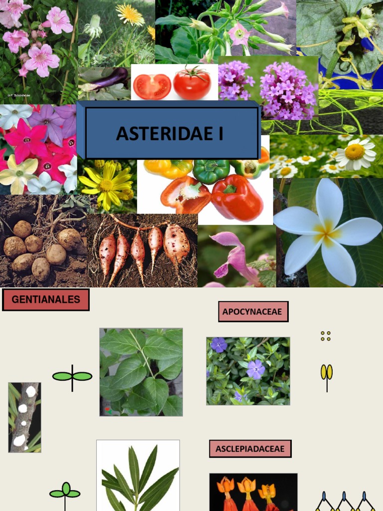ASTERIDAE Gent Sola Lamia y Scrophu PDF | PDF | Horticultura y jardinería | Plantas