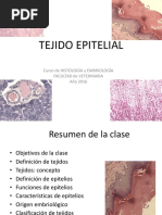 Anatomia Del Angulo Camerular | PDF | Tejido conectivo | Endotelio