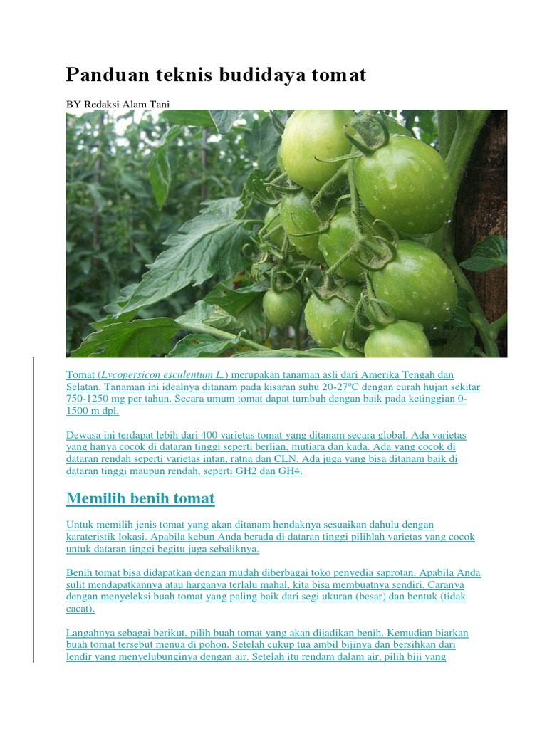 Panduan Teknis Budidaya Tomat | PDF