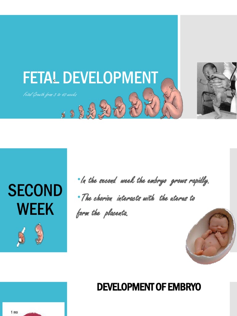 Fetal Development: Fetal Growth From 8 To 40 Weeks | PDF | Fetus ...