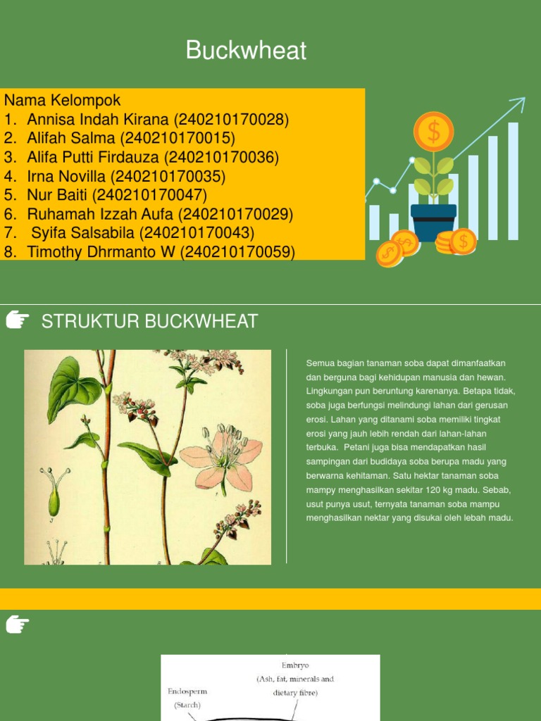 Manfaat dan Nutrisi Buckwheat | PDF