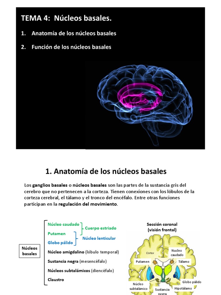 Núcleos Basales | PDF | Ganglios basales | Cerebro