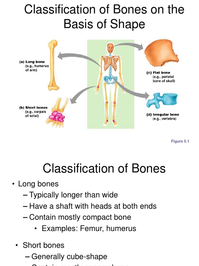 Classification of Bones On The Basis of Shape | PDF | Bone | Osteoblast