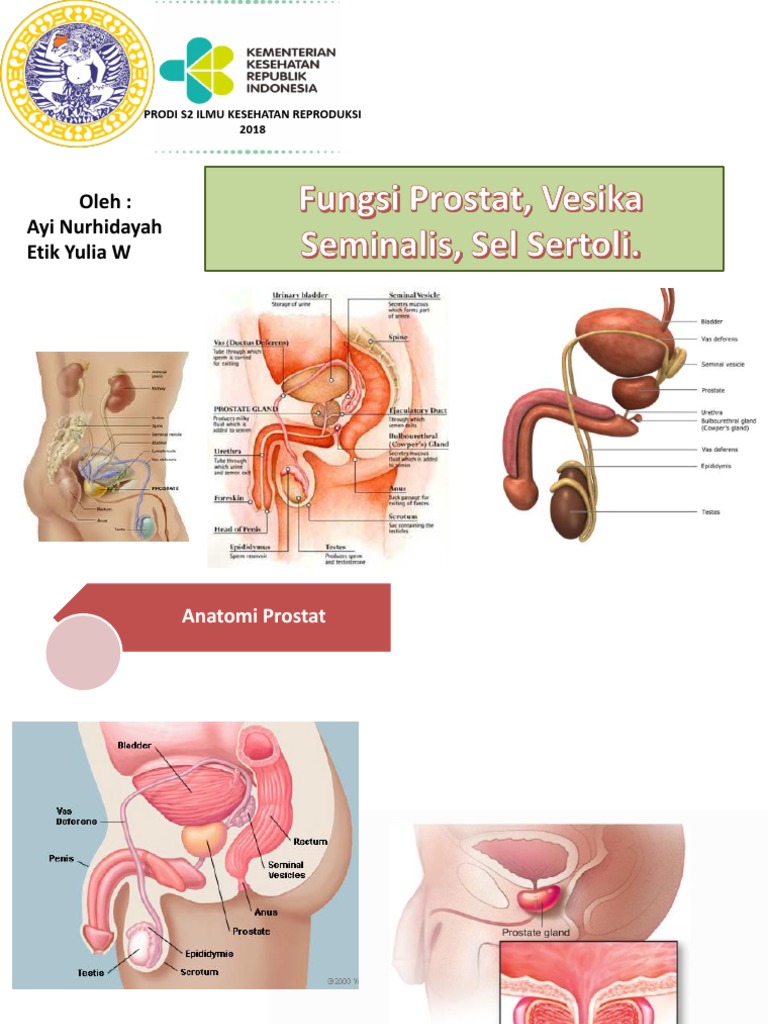 Anatomi dan Fisiologi Prostat | PDF | Sains & Matematika