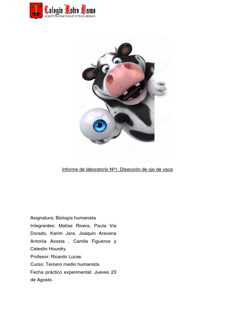 Hoja De Trabajo Con Respuestas Sobre La Disección Del Ojo De Una Vaca