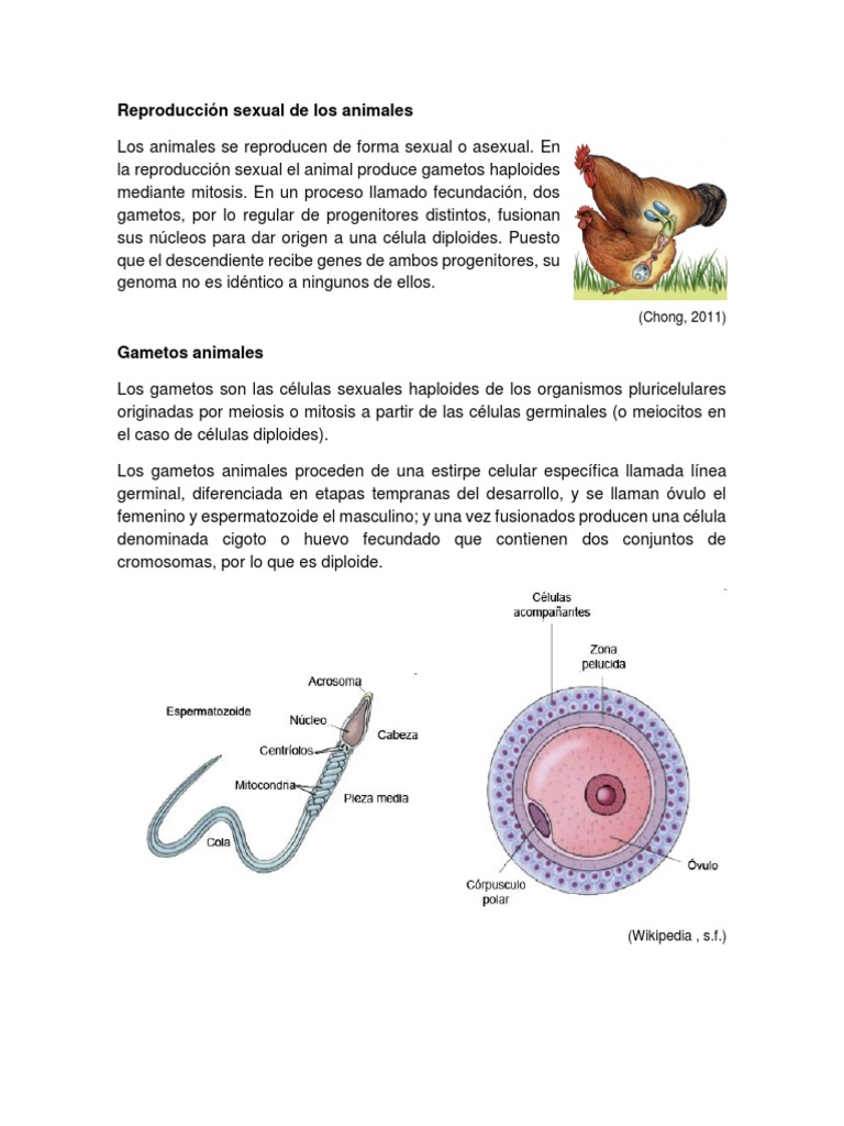 Reproducción sexual de los animales | Mitosis | Biología Celular ...