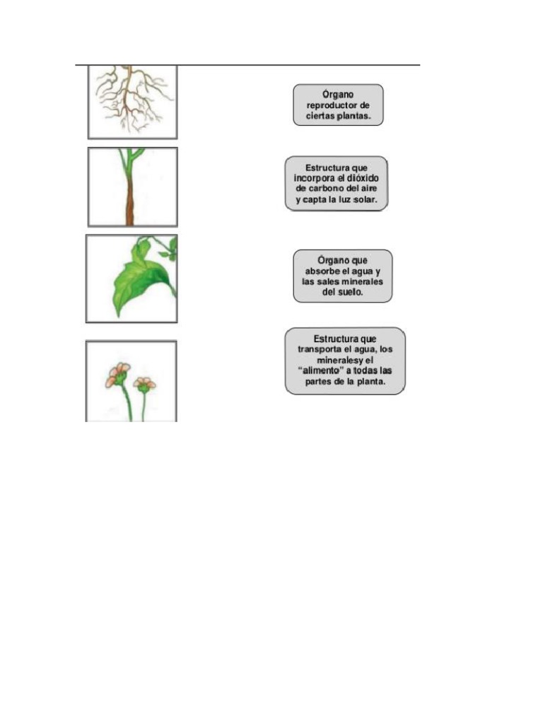 Pruebas Las Partes de La Planta y La Fotosintesis | PDF