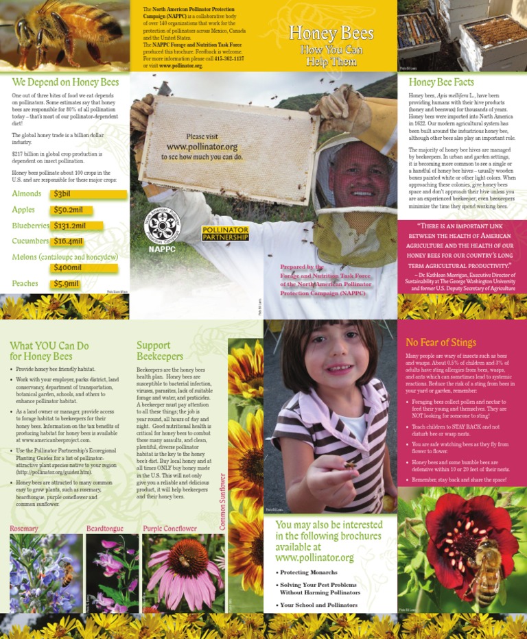 Honey Bees: How You Can Help Them | PDF | Honey Bee | Bees