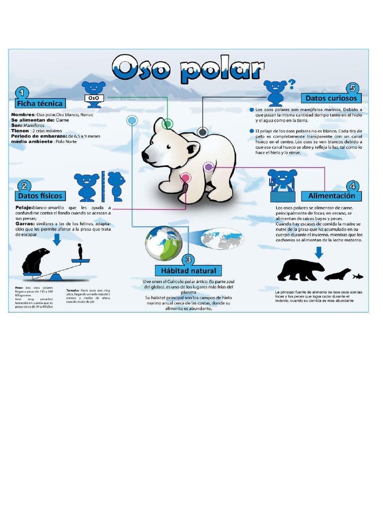Infografia Del Oso Polar | PDF