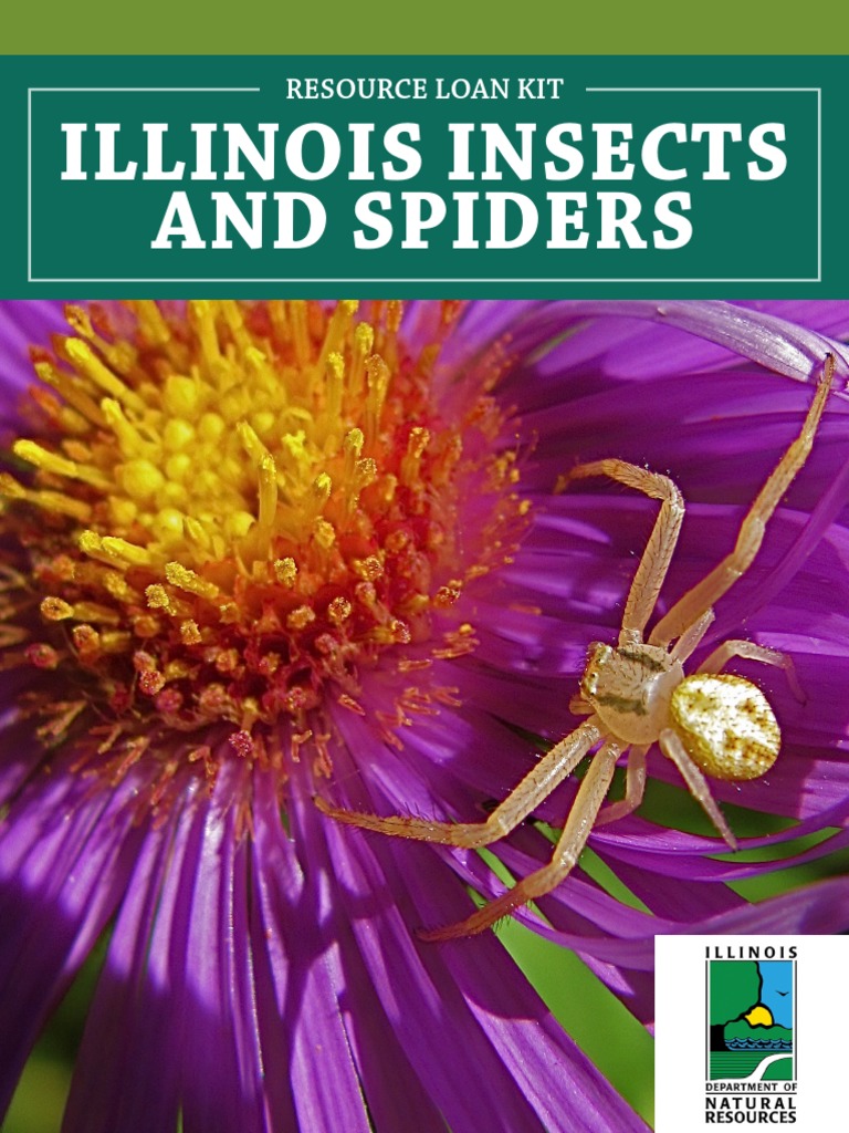 Illinois Insects and Spiders: Resource Loan Kit | PDF | Insects ...