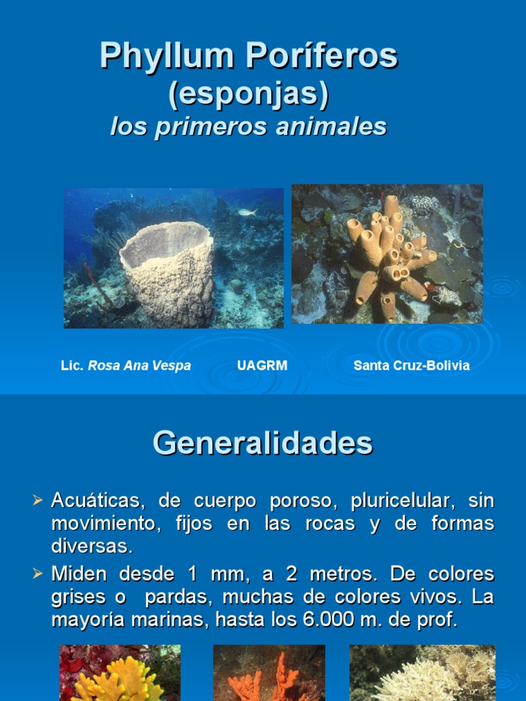 Poríferos | PDF | Esponja | Biología