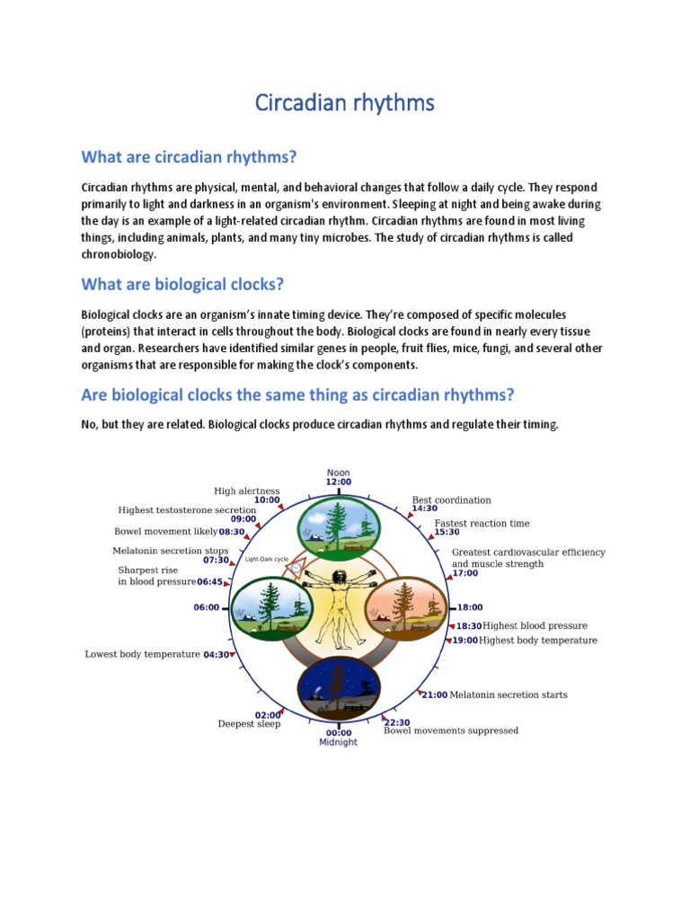 Circadian Rhythms | PDF | Circadian Rhythm | Clock