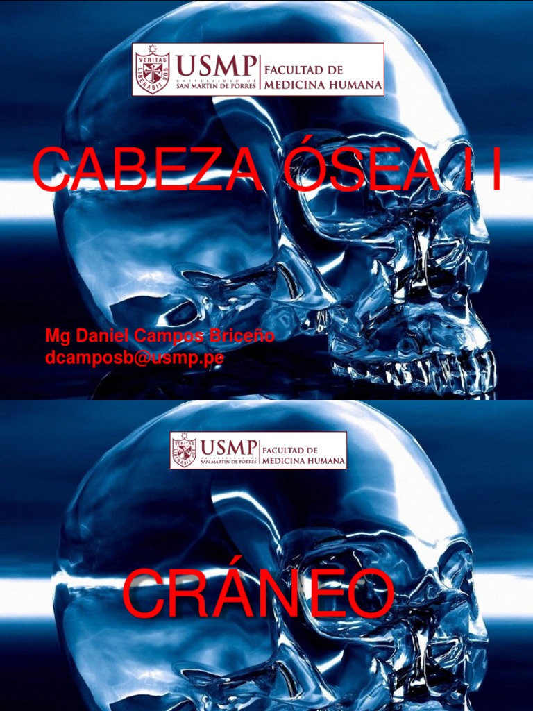 Cabeza Ósea 2 | PDF | Cráneo | Sistema esquelético