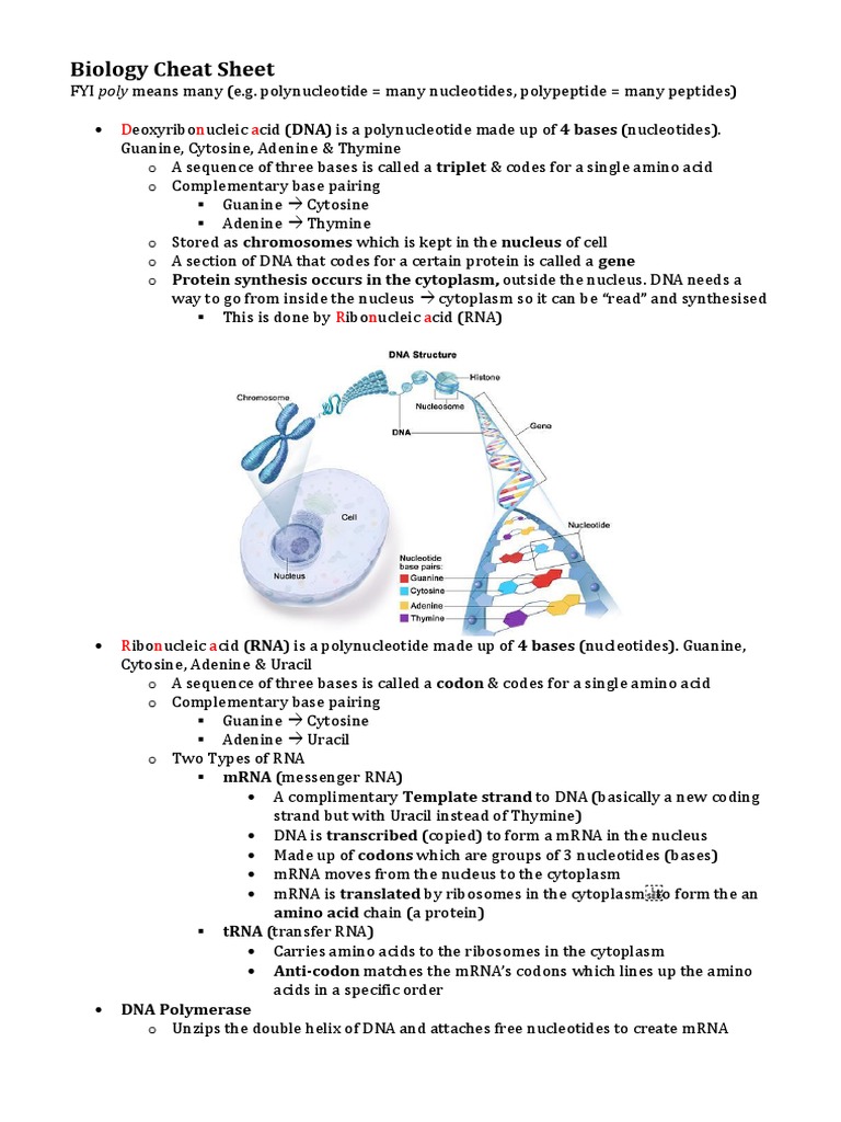 Biology Cheat Sheet | Rna | Directionality (Molecular Biology)