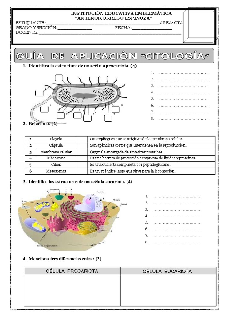 Hojas De Trabajo Sobre La Estructura Celular