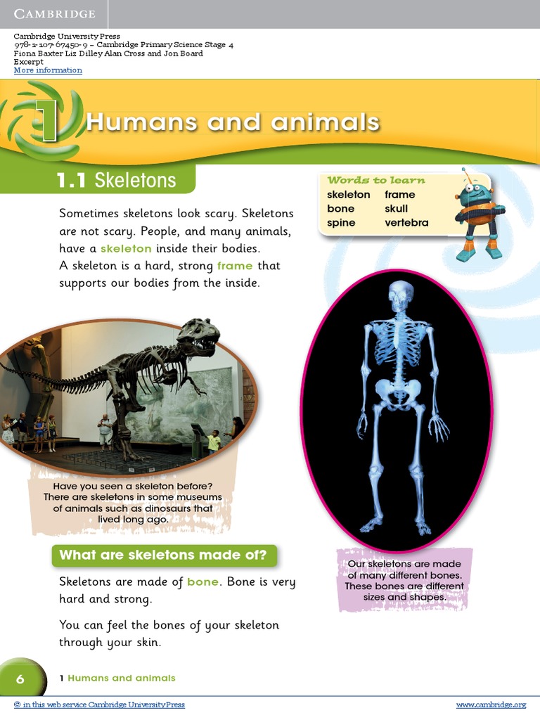 Sample Stage 4 | PDF | Skeleton | Bone