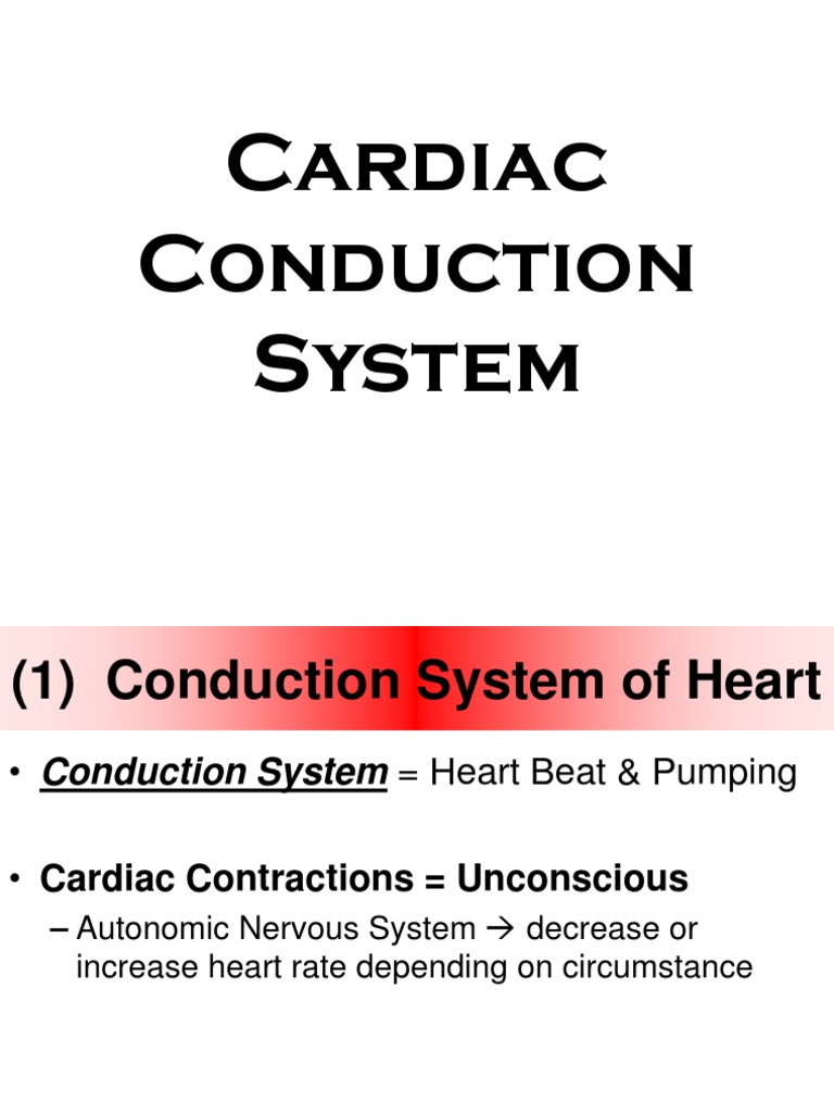 ANAT Unit 3 Cardiac Conduction System Notes | PDF | Heart | Ventricle ...