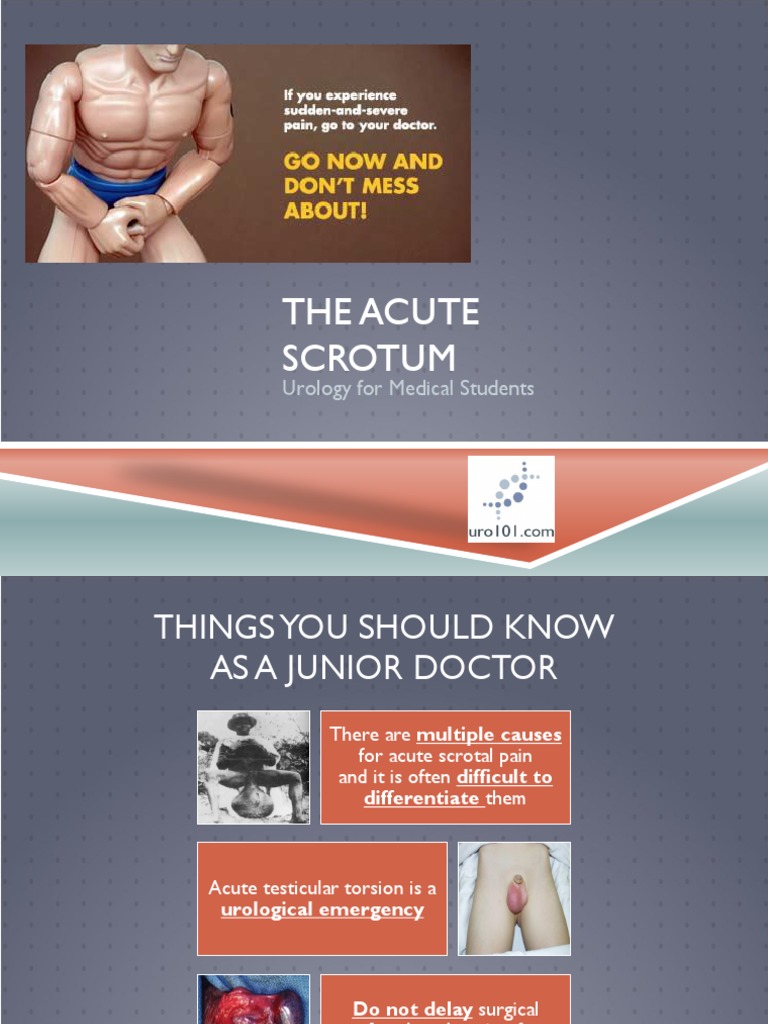 The Acute Scrotum: Urology For Medical Students | PDF | Genitourinary ...
