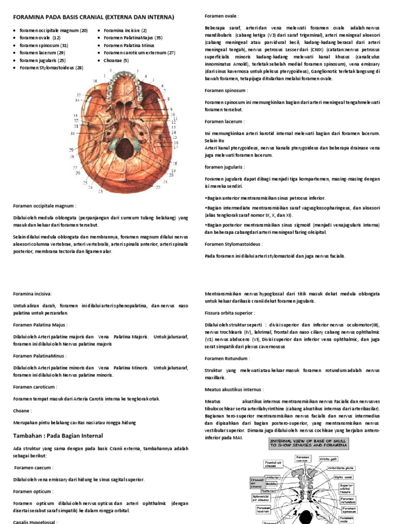 Foramina Pada Basis Cranial | PDF