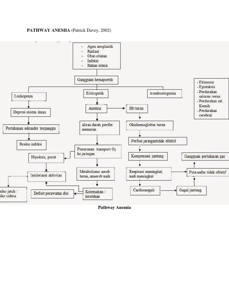 Pathway Anemia Overview | PDF