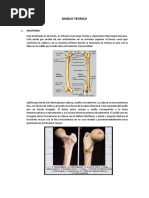 Anatomía de los Músculos Mediales del Muslo | PDF | Extremidades ...